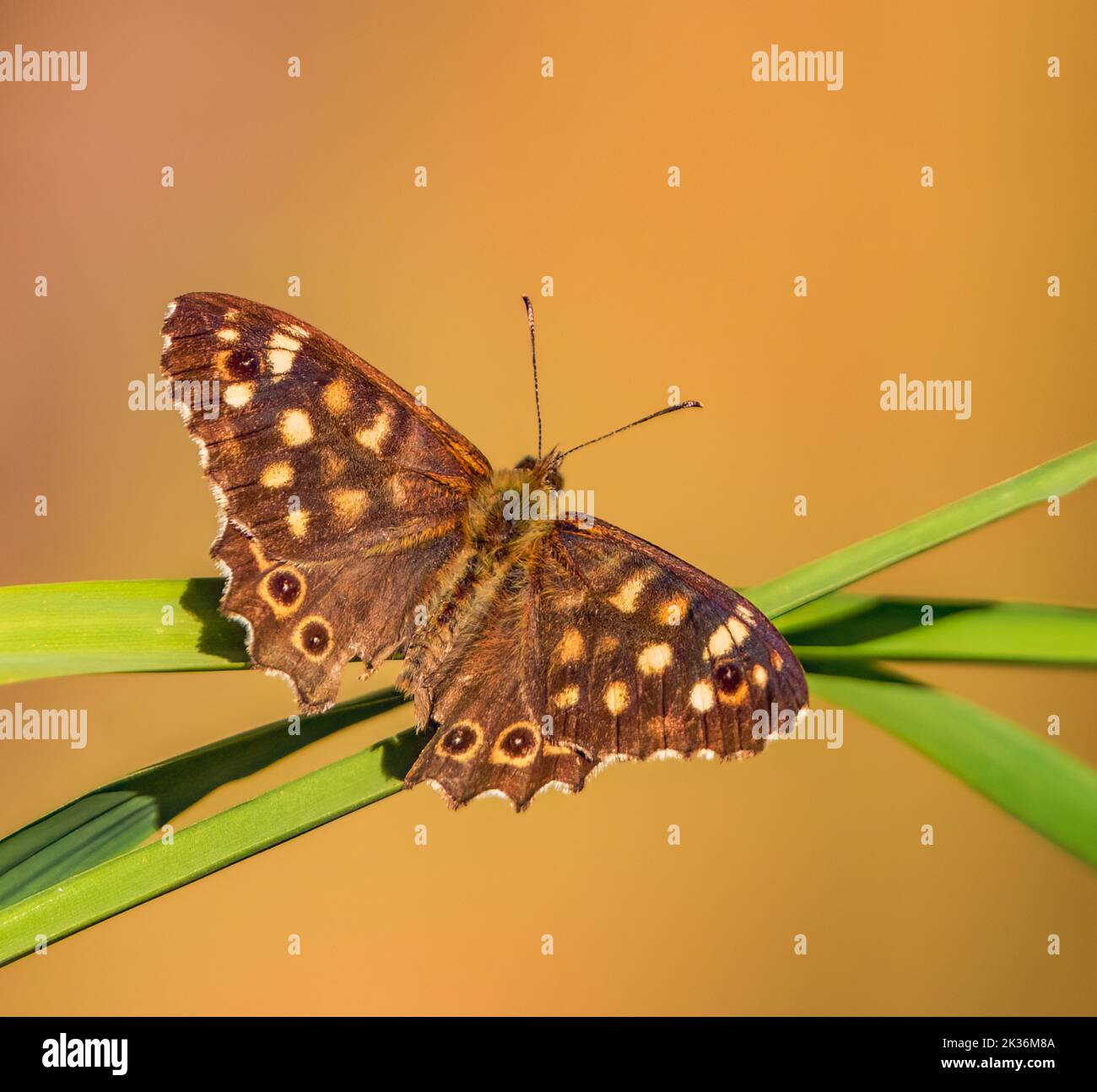 Butterfly ecology hi-res stock photography and images - Alamy