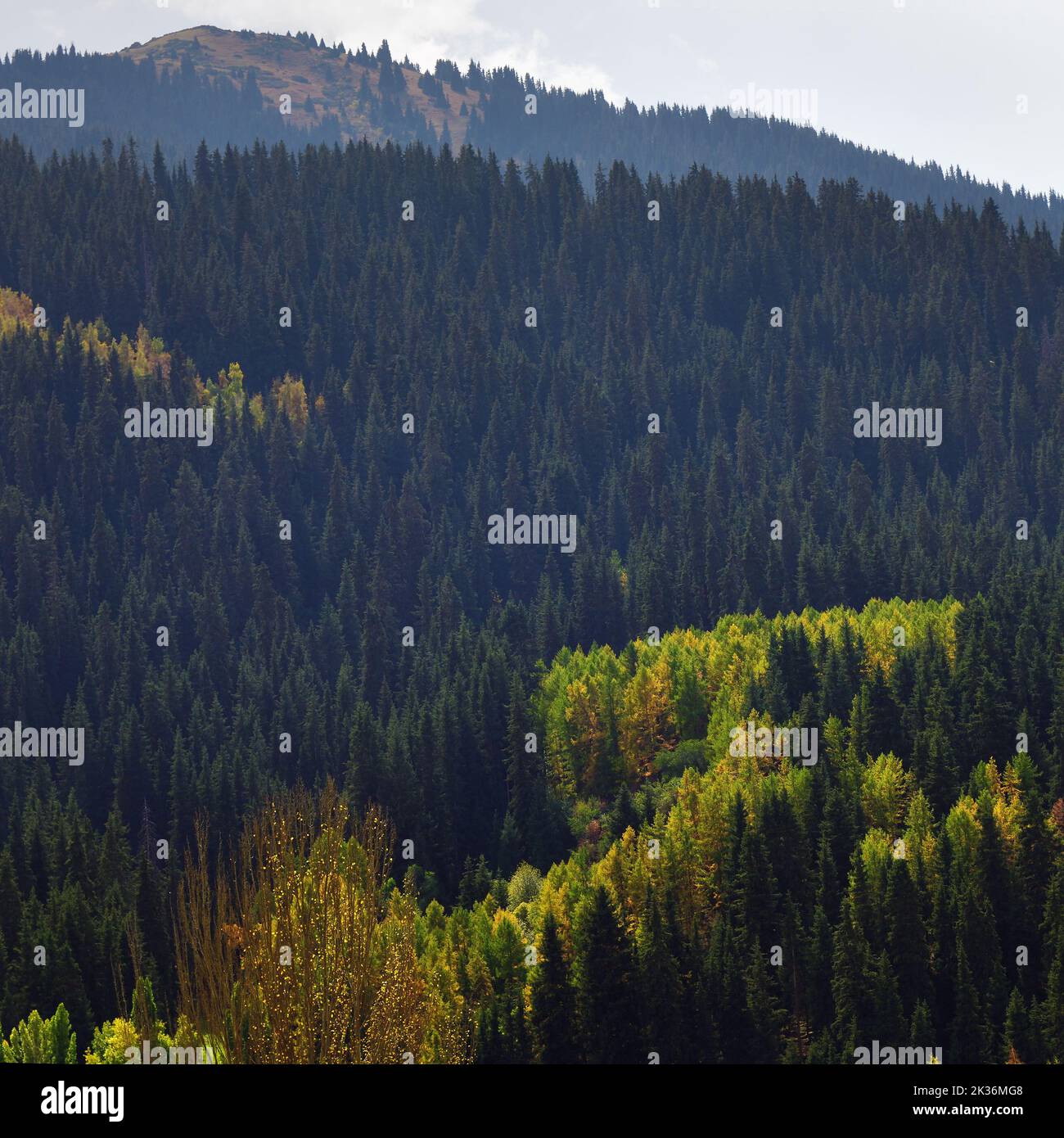 Pine forest on mountains in canyon Seven bulls in Jeti-Oguz, Kirghizia ...