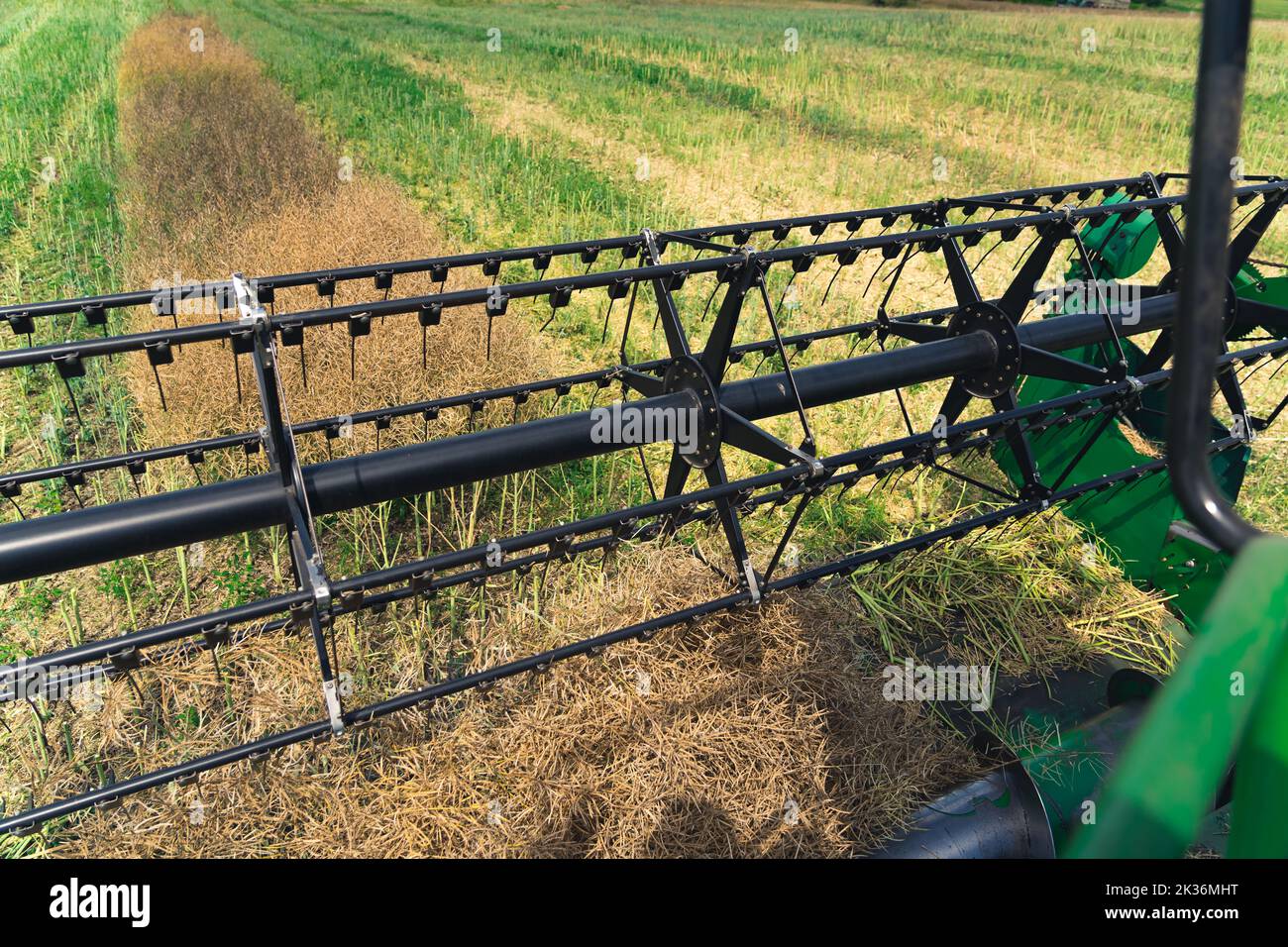 Reel of modern combine harvester seen from operator's cab. Rapeseed ...