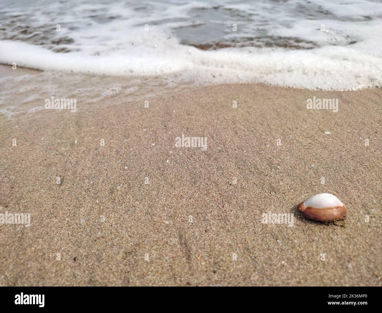 A sea shell on the shore with sea waves Stock Photo - Alamy