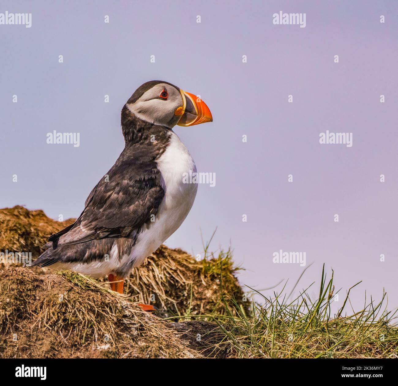 Puffin surveying hi-res stock photography and images - Alamy