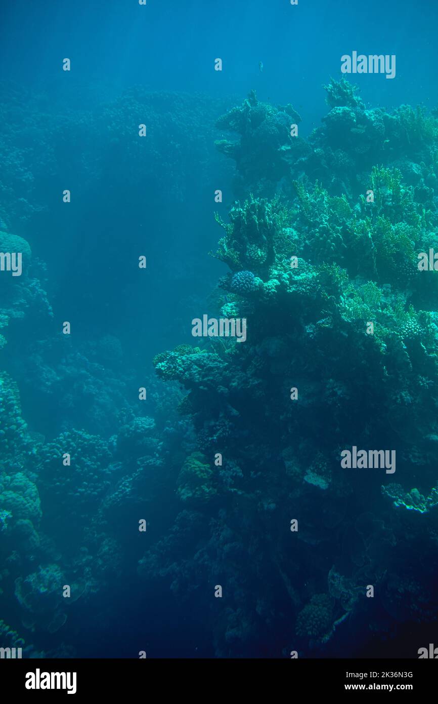 A vertical of underwater coral reefs in the depths of an ocean Stock ...
