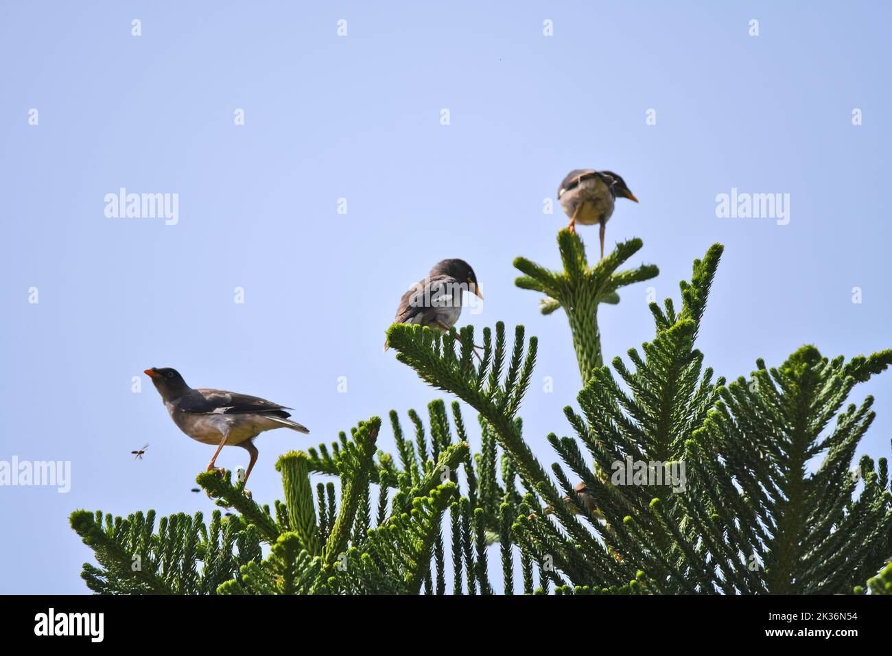 A low angle shot of birds perched on a conifer branch in Uttarakhand ...