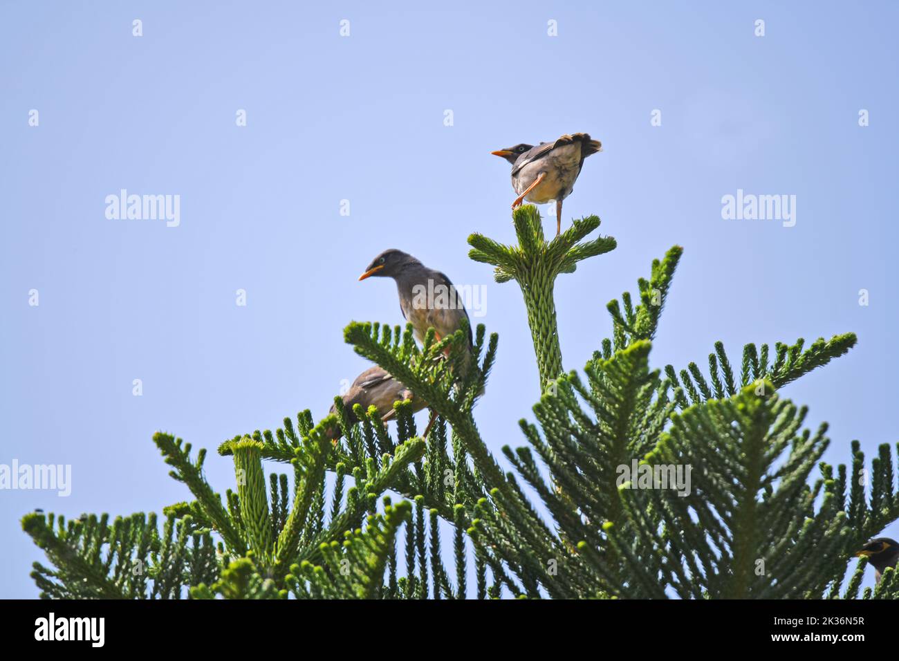 A low angle shot of birds perched on a conifer branch in Uttarakhand ...
