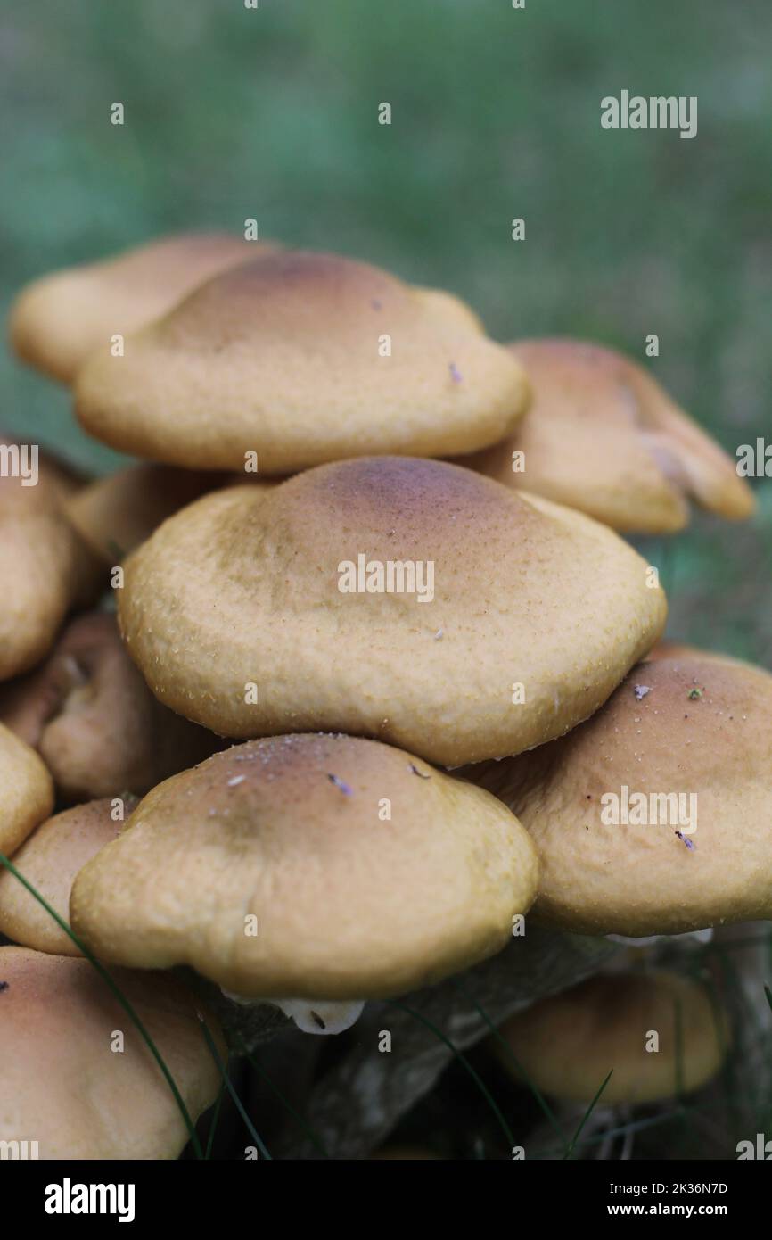 Wild mushrooms growing in the meadow Stock Photo - Alamy