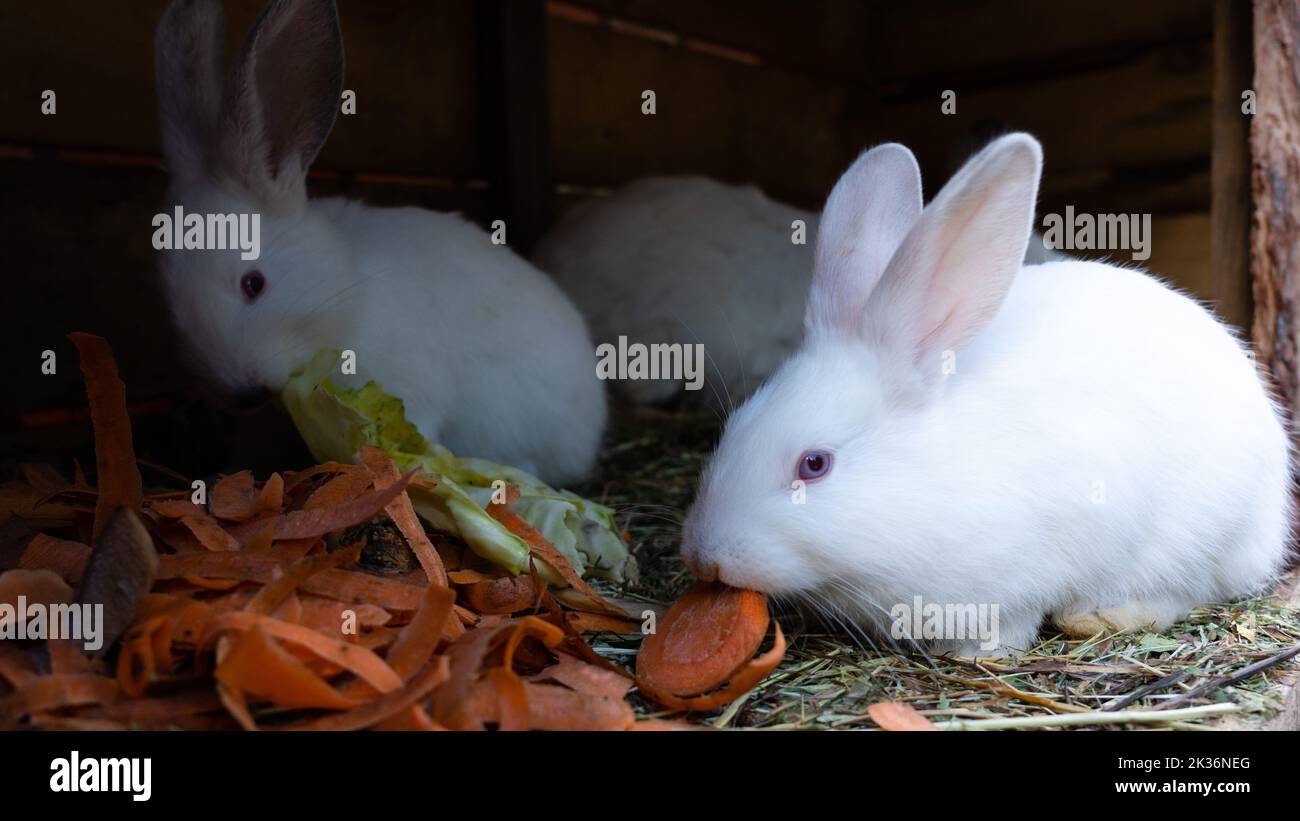 Child rabbit hutch hi-res stock photography and images - Alamy