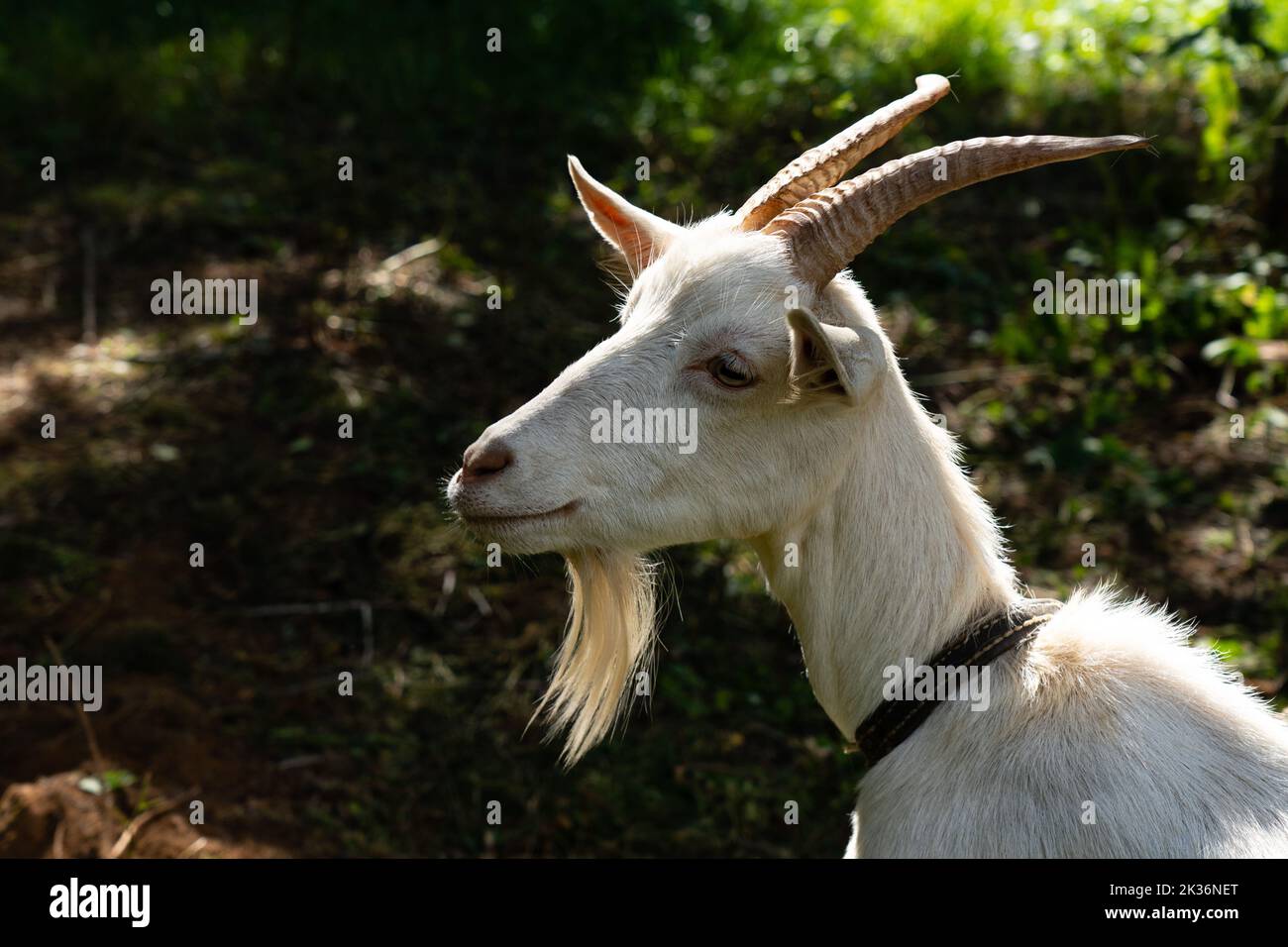 White horned goat on a tether in the woods Stock Photo - Alamy