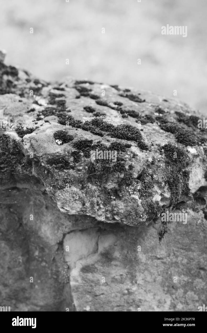 Summer moss growing on a weathered limestone rock in a black and white ...