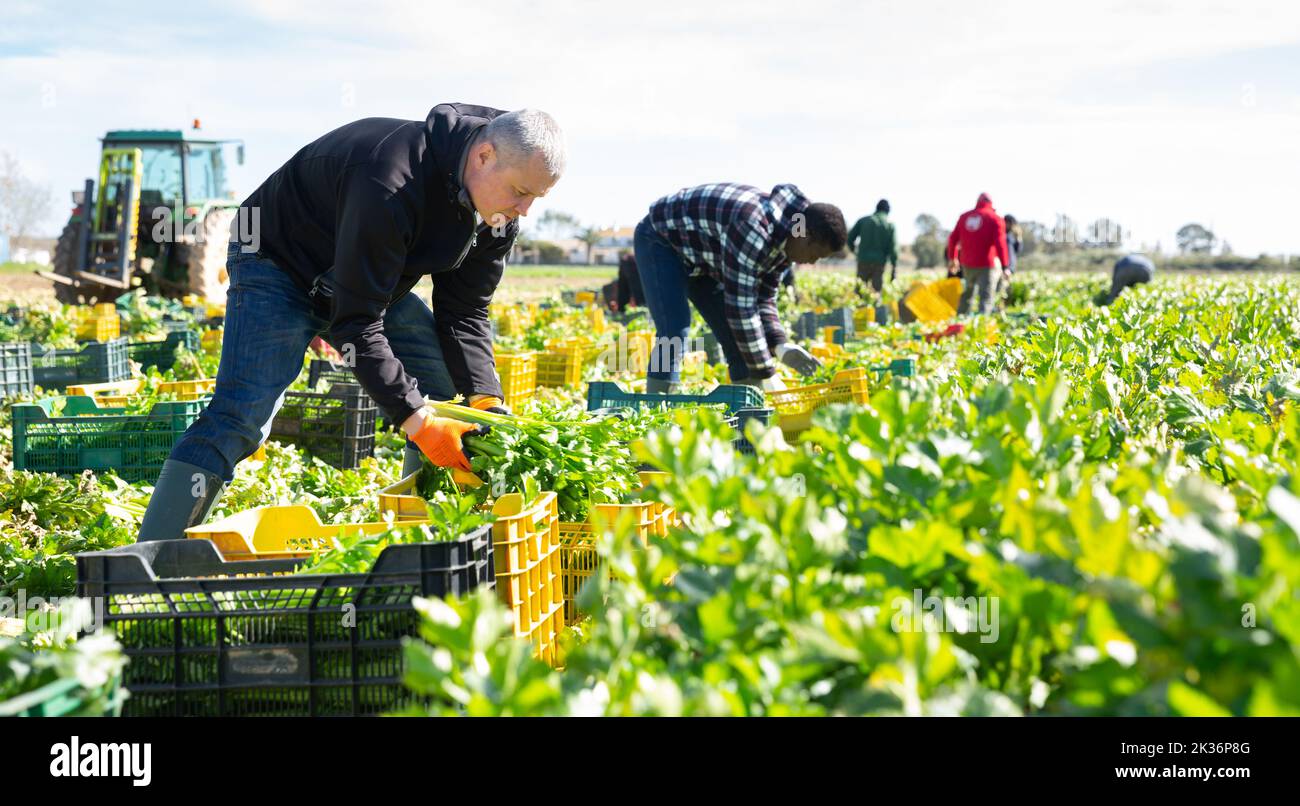 Man arranging crop of celery in boxes Stock Photo - Alamy