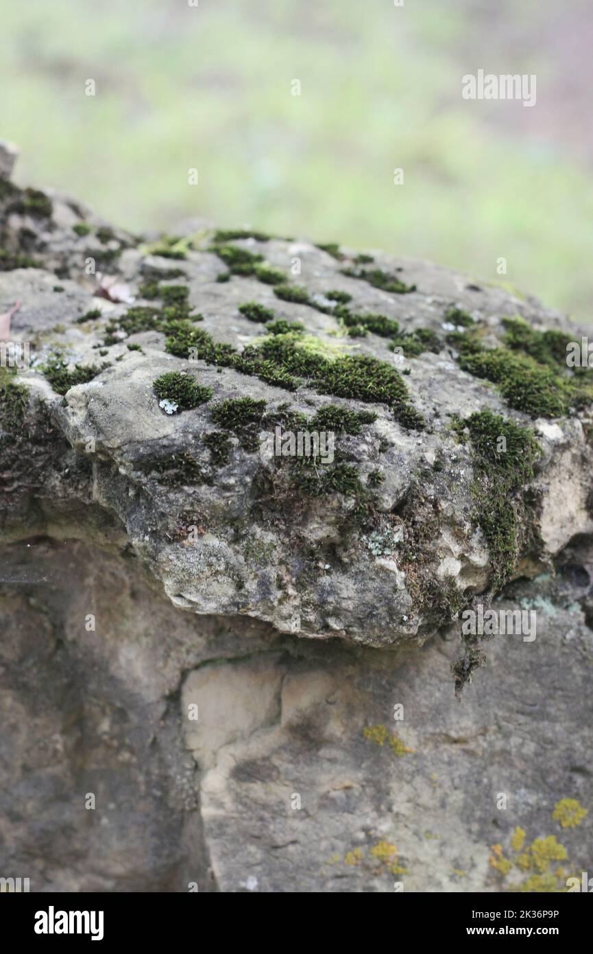 Summer moss growing on a weathered limestone rock Stock Photo - Alamy