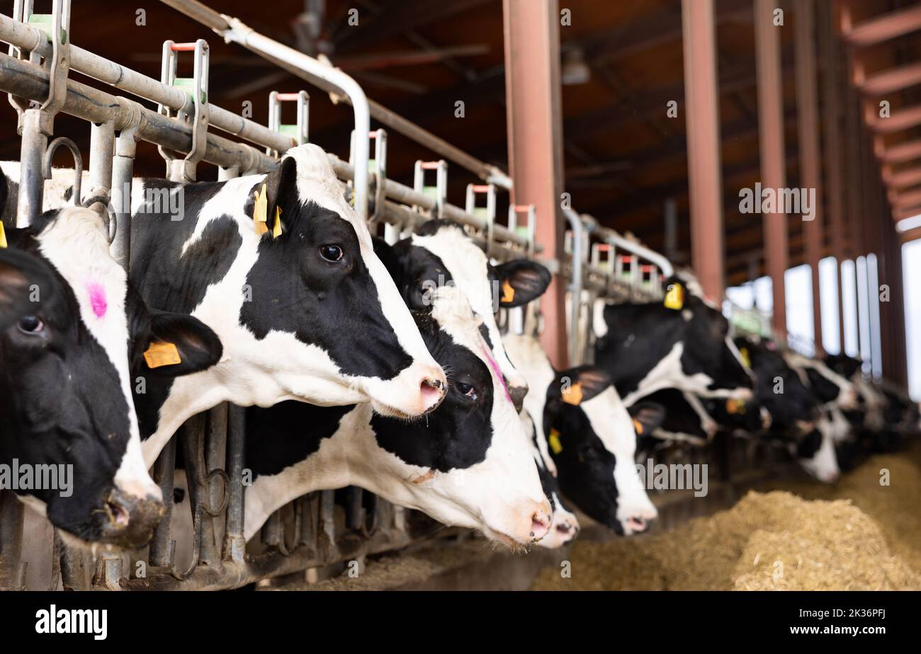 Farm cowshed with milking cows eating hay from manger Stock Photo - Alamy