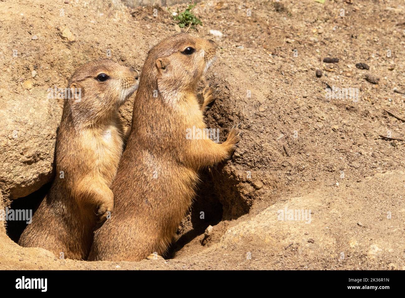Gros chien avec petit chien hi-res stock photography and images - Alamy
