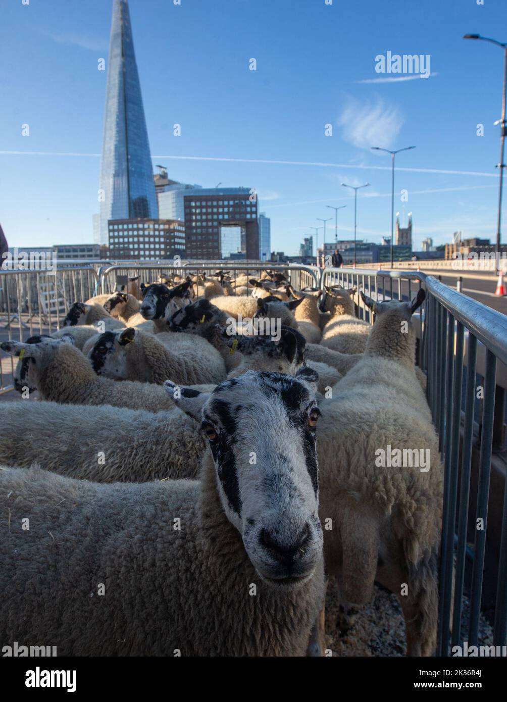 September 25, 2022, London, England, United Kingdom: Traditional sheep ...