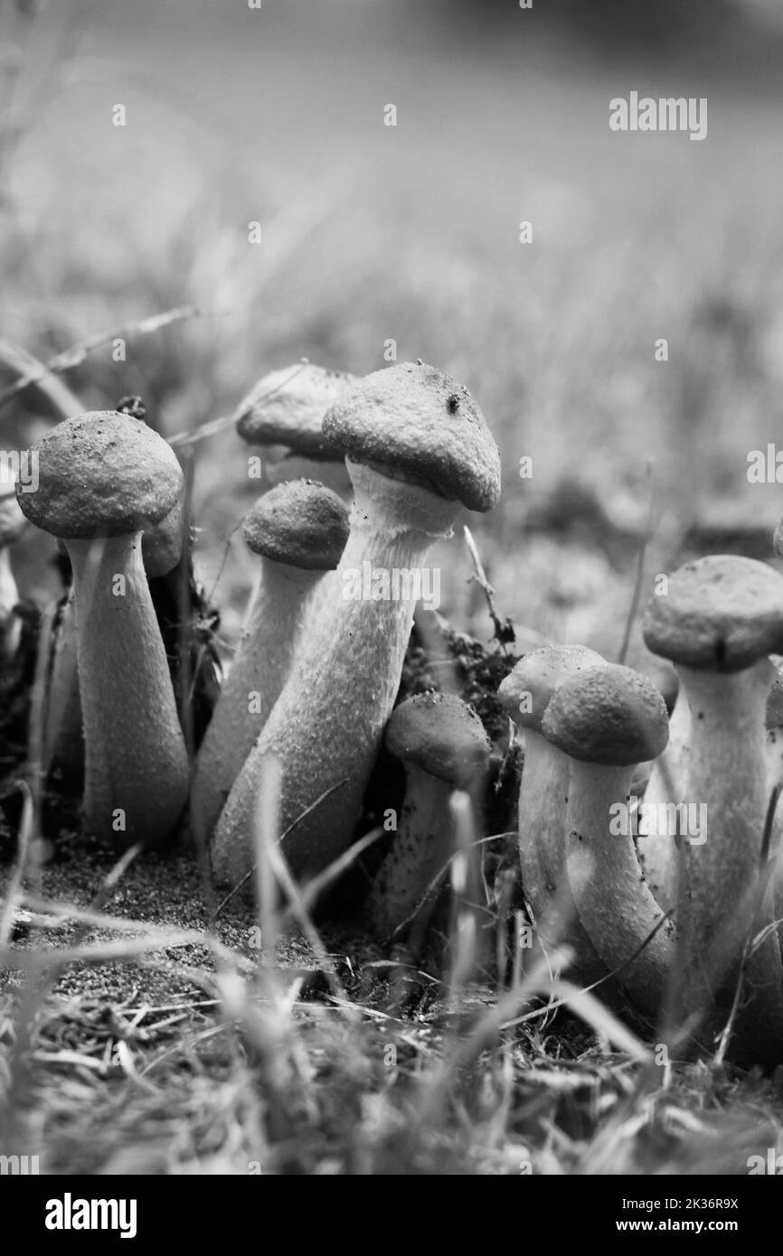 Wild mushrooms growing in the meadow in a black and white monochrome ...