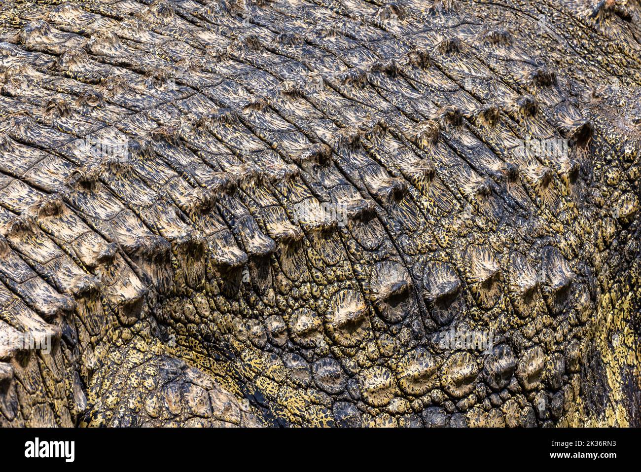 Closeup up of the skin of a nile crocodile, crocodylus niloticus ...