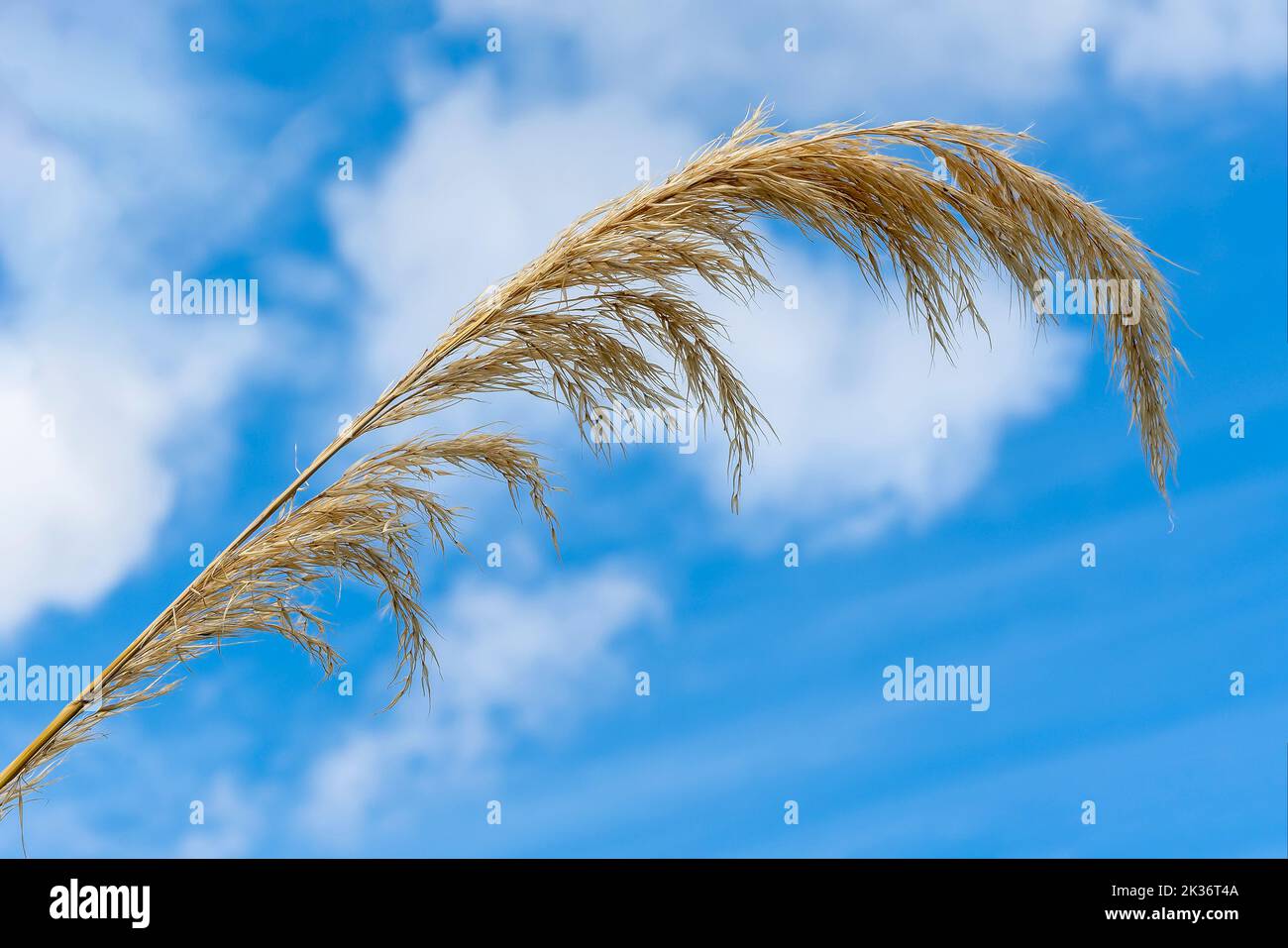 Austroderia richardii an evergreen ornamental grass plant commonly ...