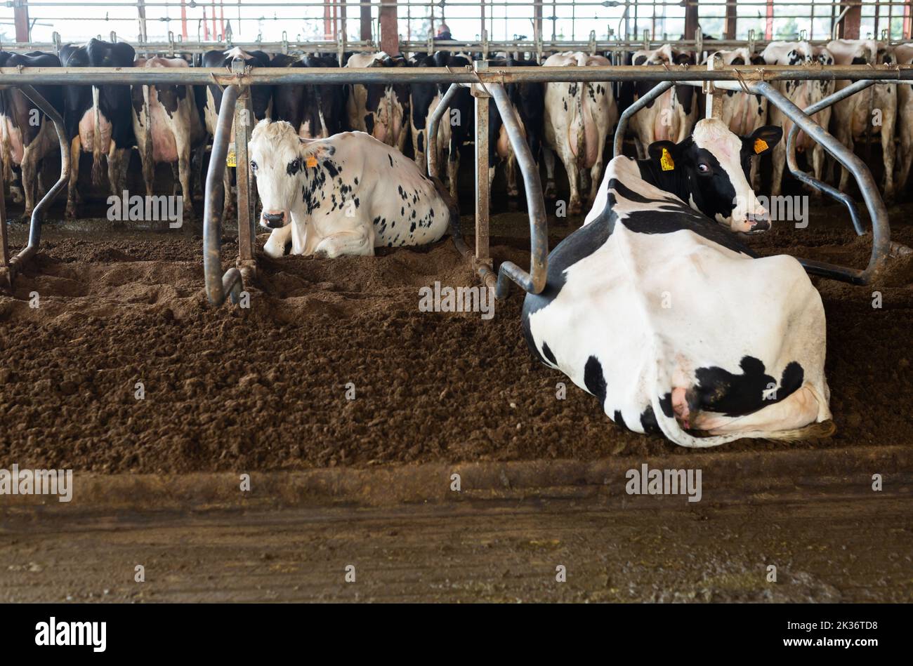 Dairy cows milk farm fodder hi-res stock photography and images - Alamy