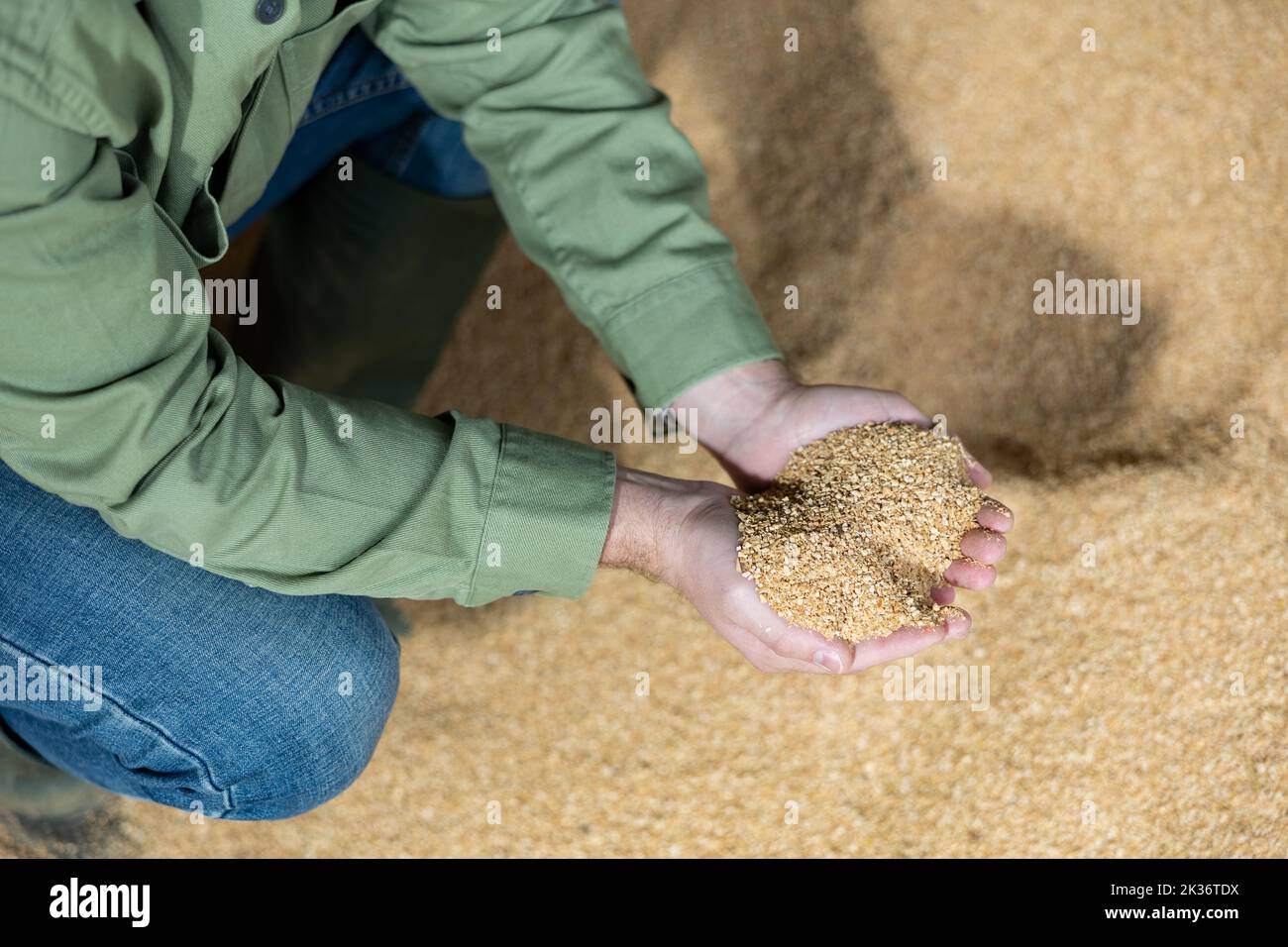 Handful of soybean husk in farmer's hands Stock Photo - Alamy