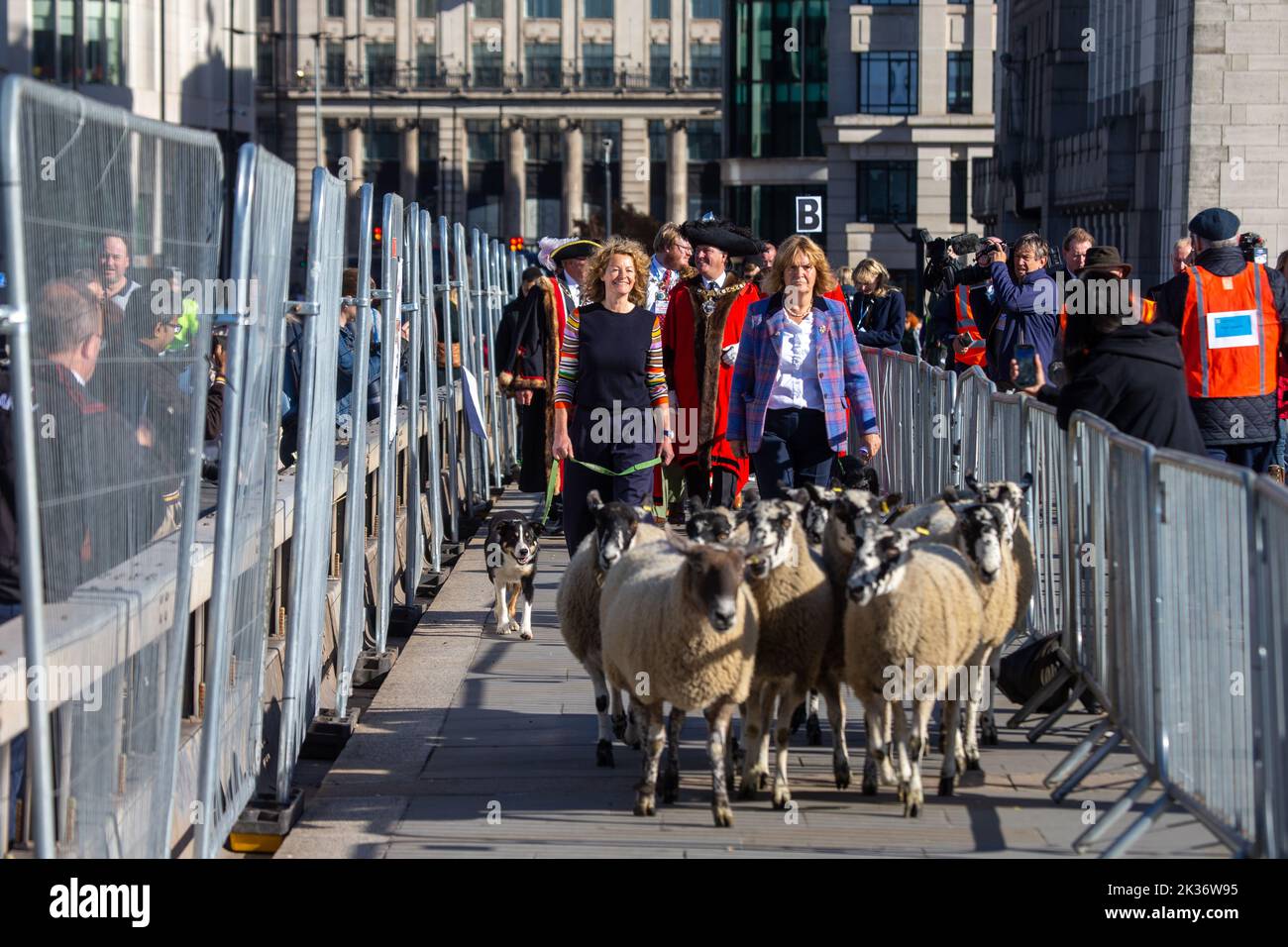 Sheep drive 2022 hi-res stock photography and images - Alamy