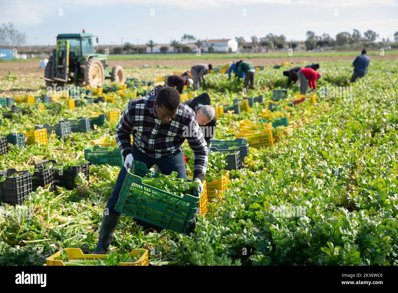 African American man carrying crates with harvested celery Stock Photo ...