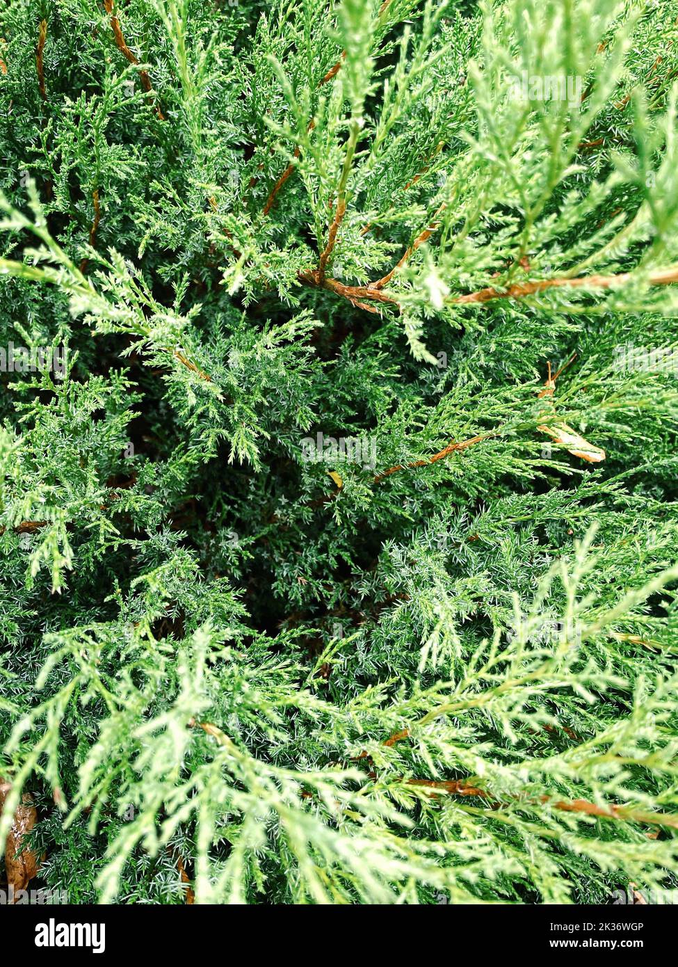 Fir plant hi-res stock photography and images - Alamy