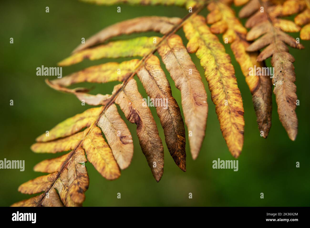 The withering leaves of the forest fern, October background Stock Photo ...