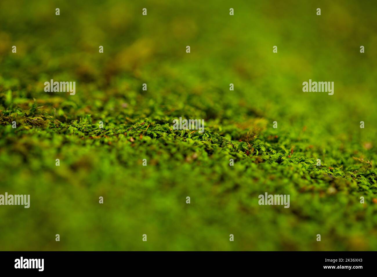 Blur grass background. Texture in green Stock Photo - Alamy