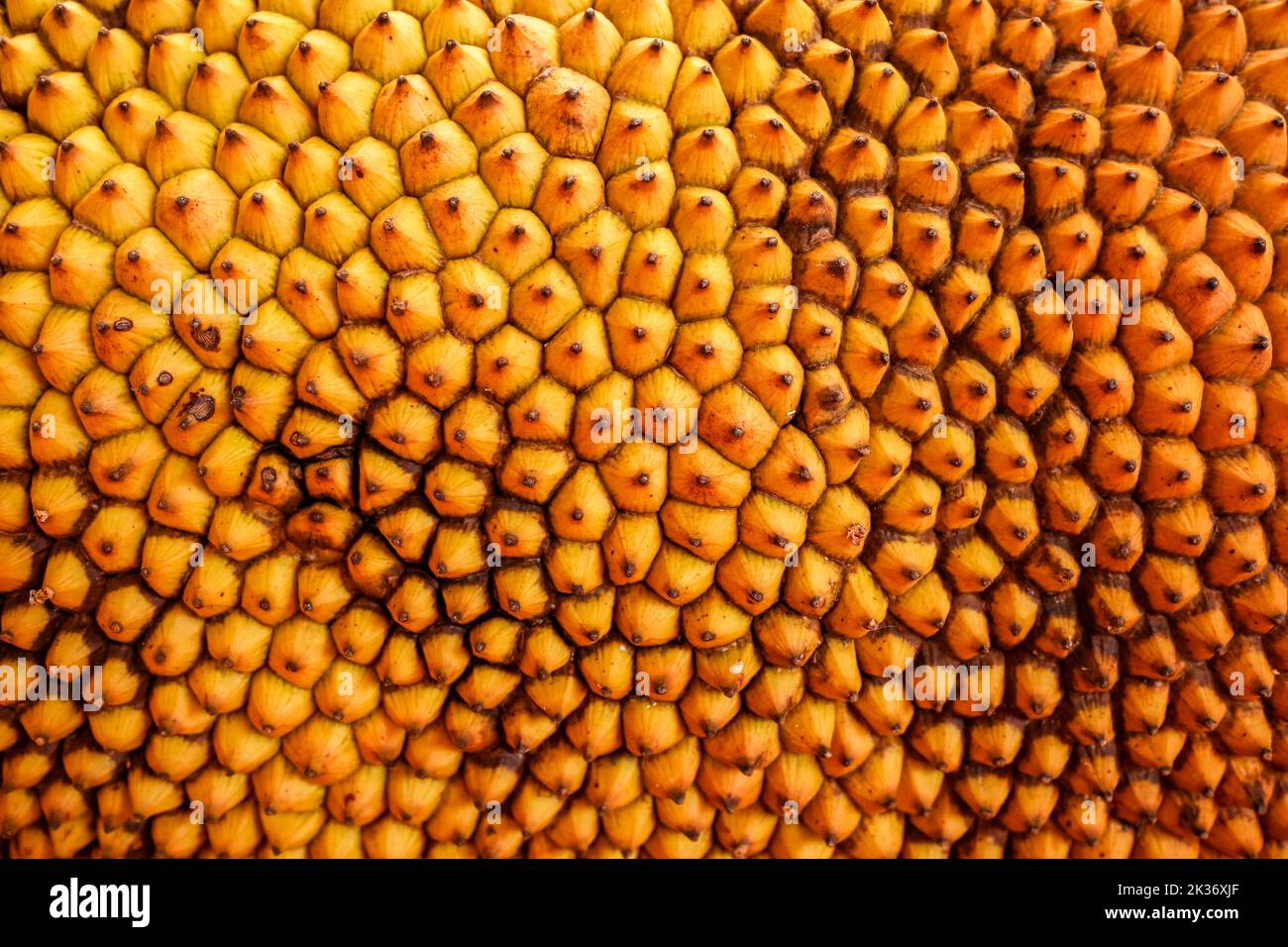 A closeup of ripe orange and brown jackfruit skin texture Stock Photo - Alamy
