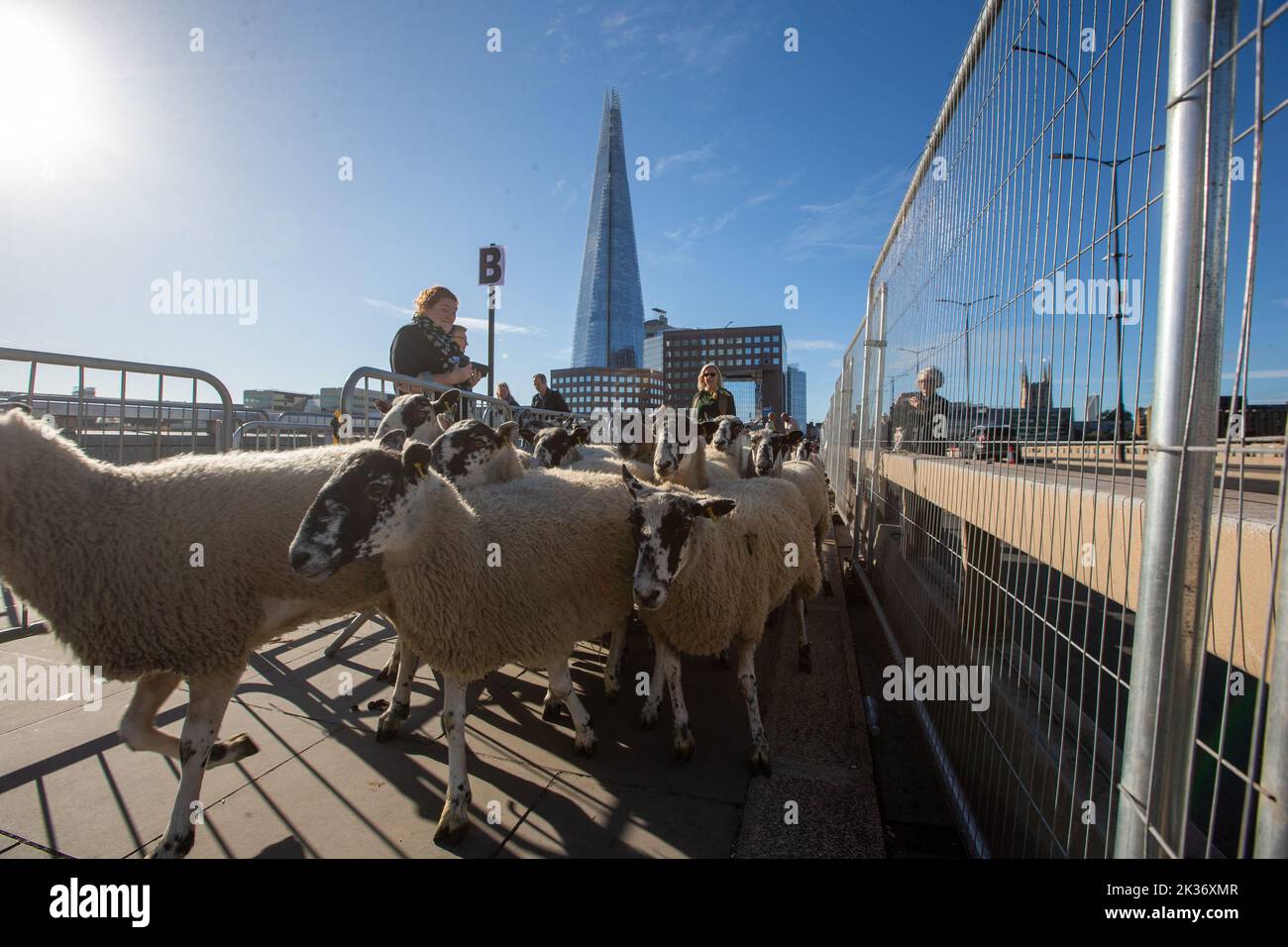 London sheep drive 2022 hi-res stock photography and images - Alamy