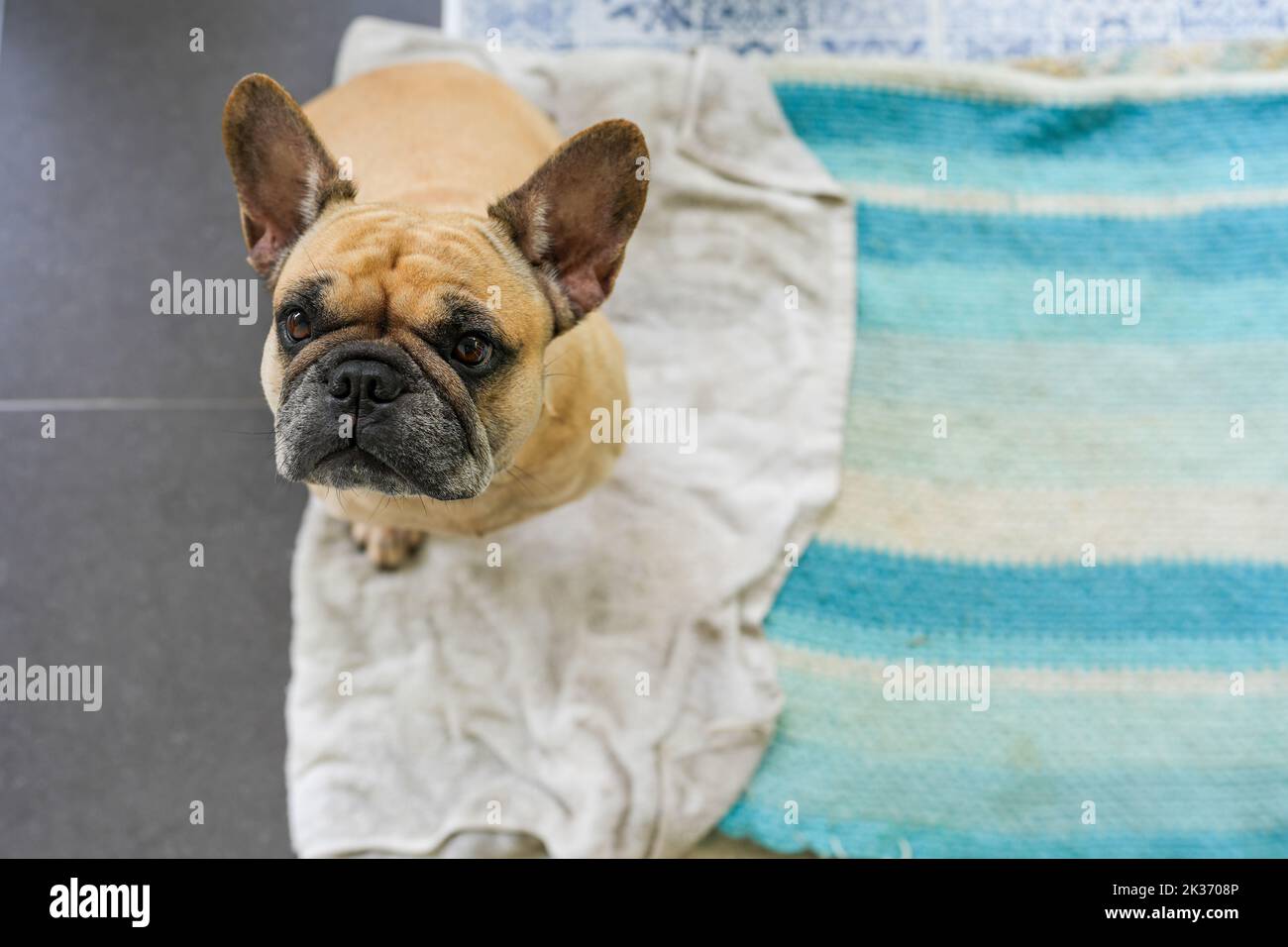 A top view of a french bulldog looking at the camera Stock Photo - Alamy