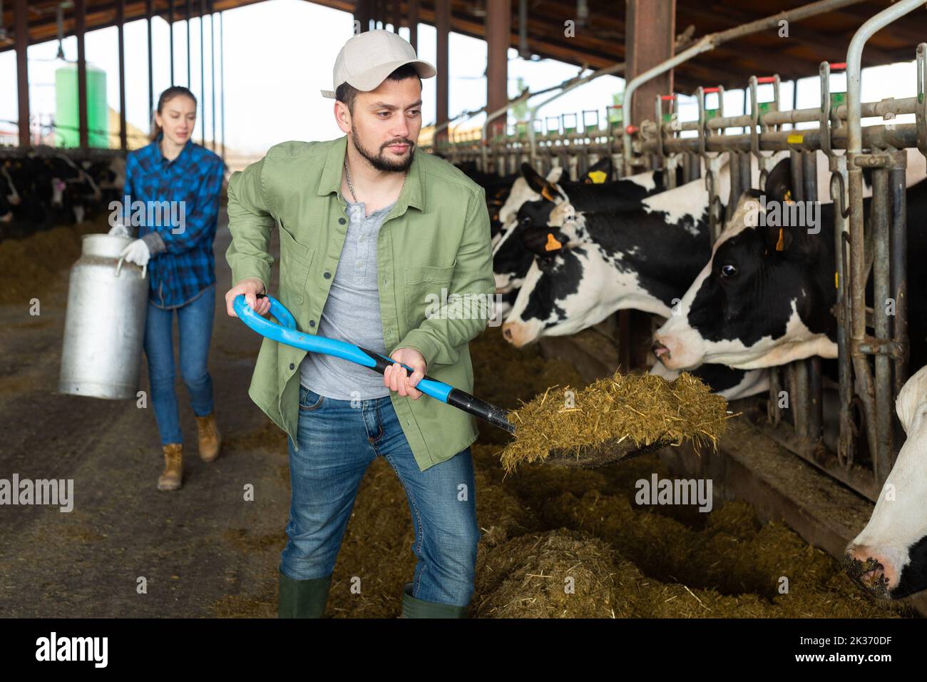Portrait of man farm worker feeding cows Stock Photo - Alamy