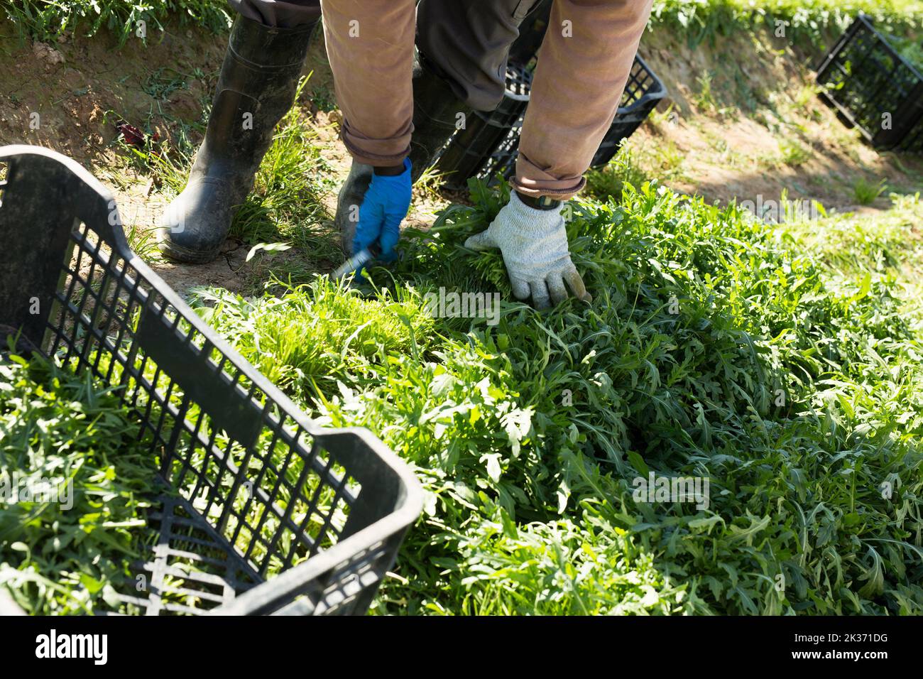 Cutting crops by hand hi-res stock photography and images - Alamy