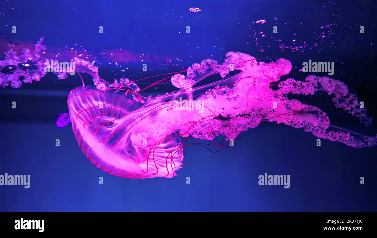 Pink fluorescent jellyfish swimming underwater aquarium pool. The South ...