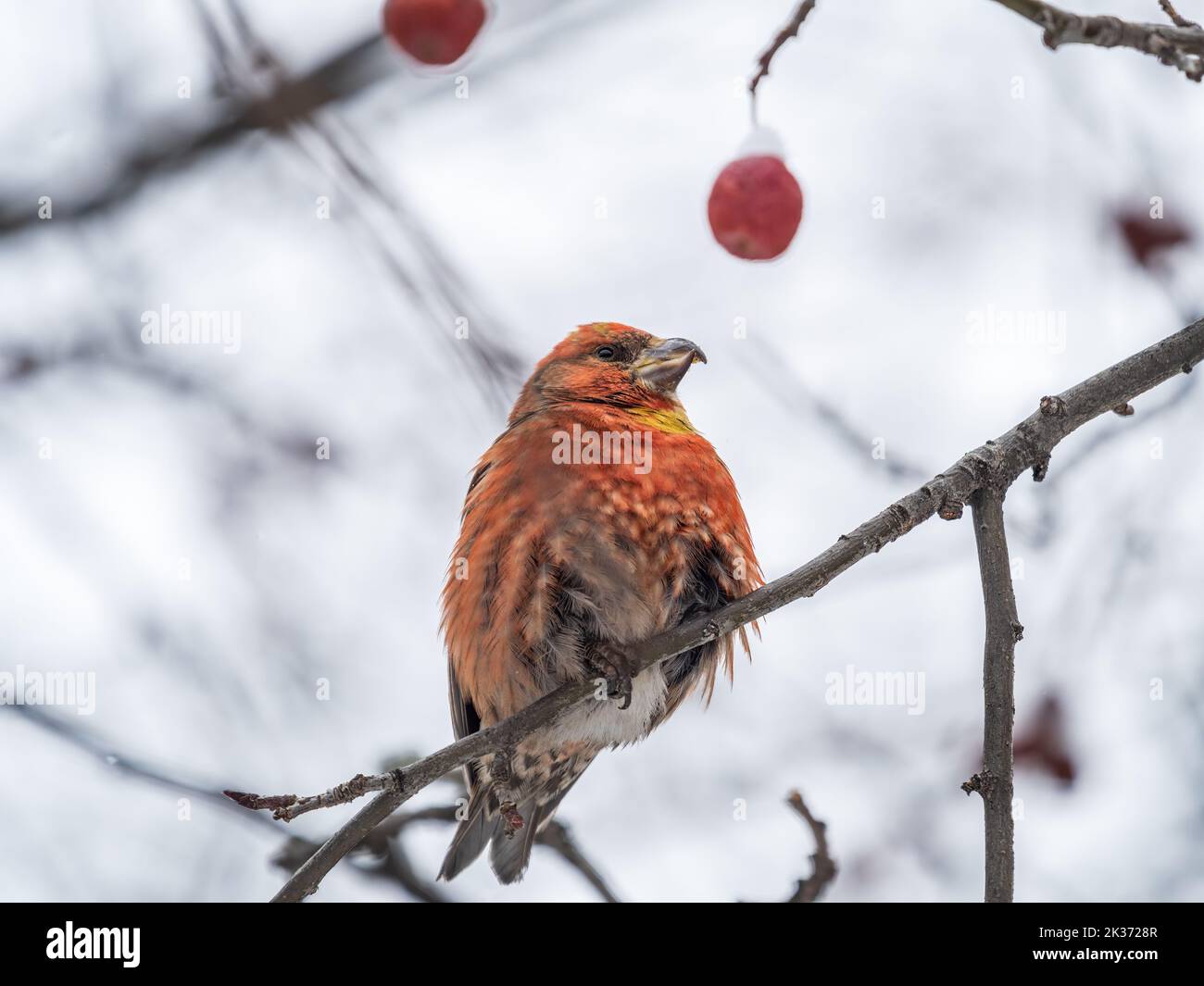 Red Crossbill male sitting on the tree branch and eats wild apple ...