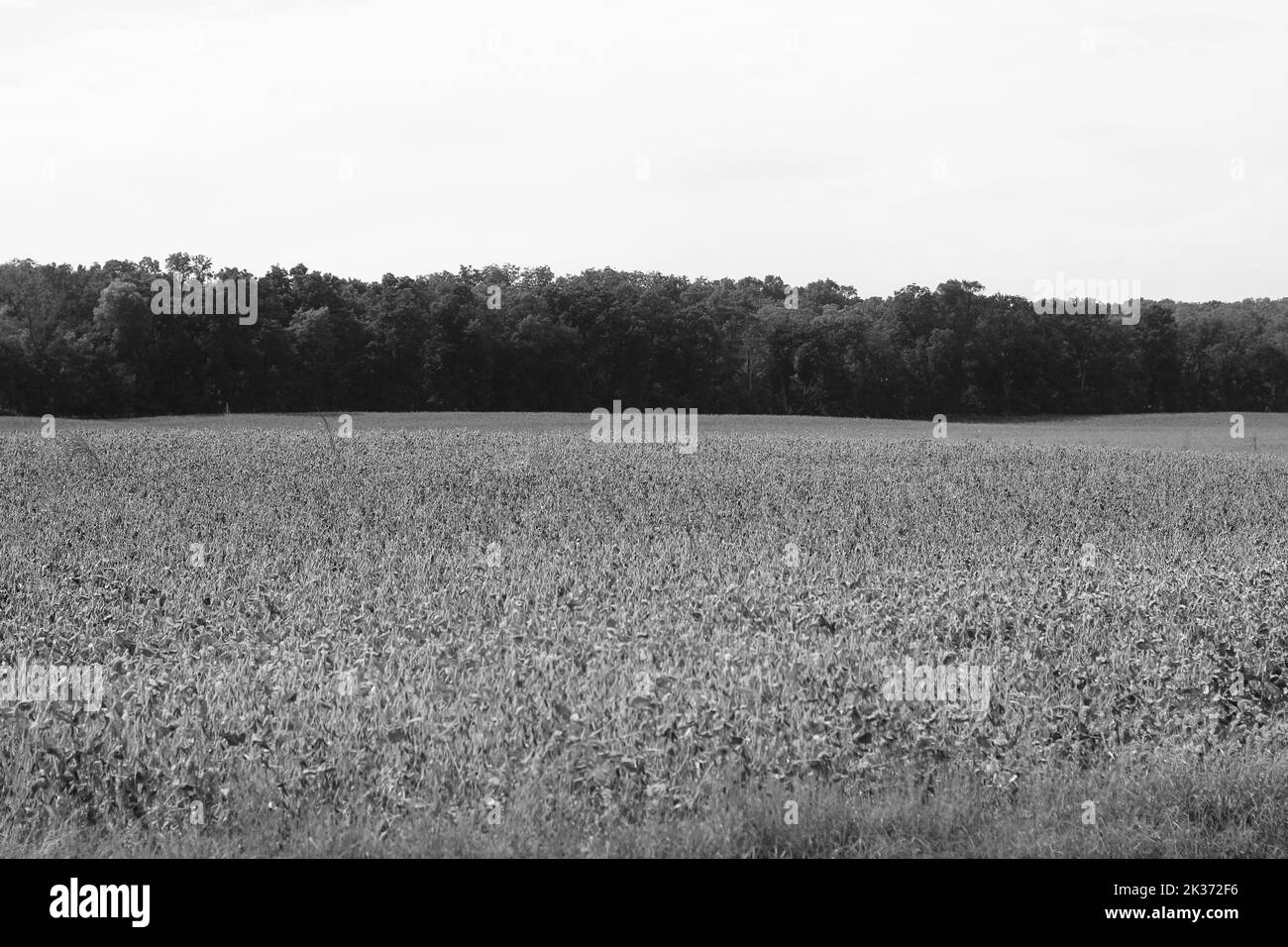 Field of soybeans growing in the fields in a black and white monochrome ...