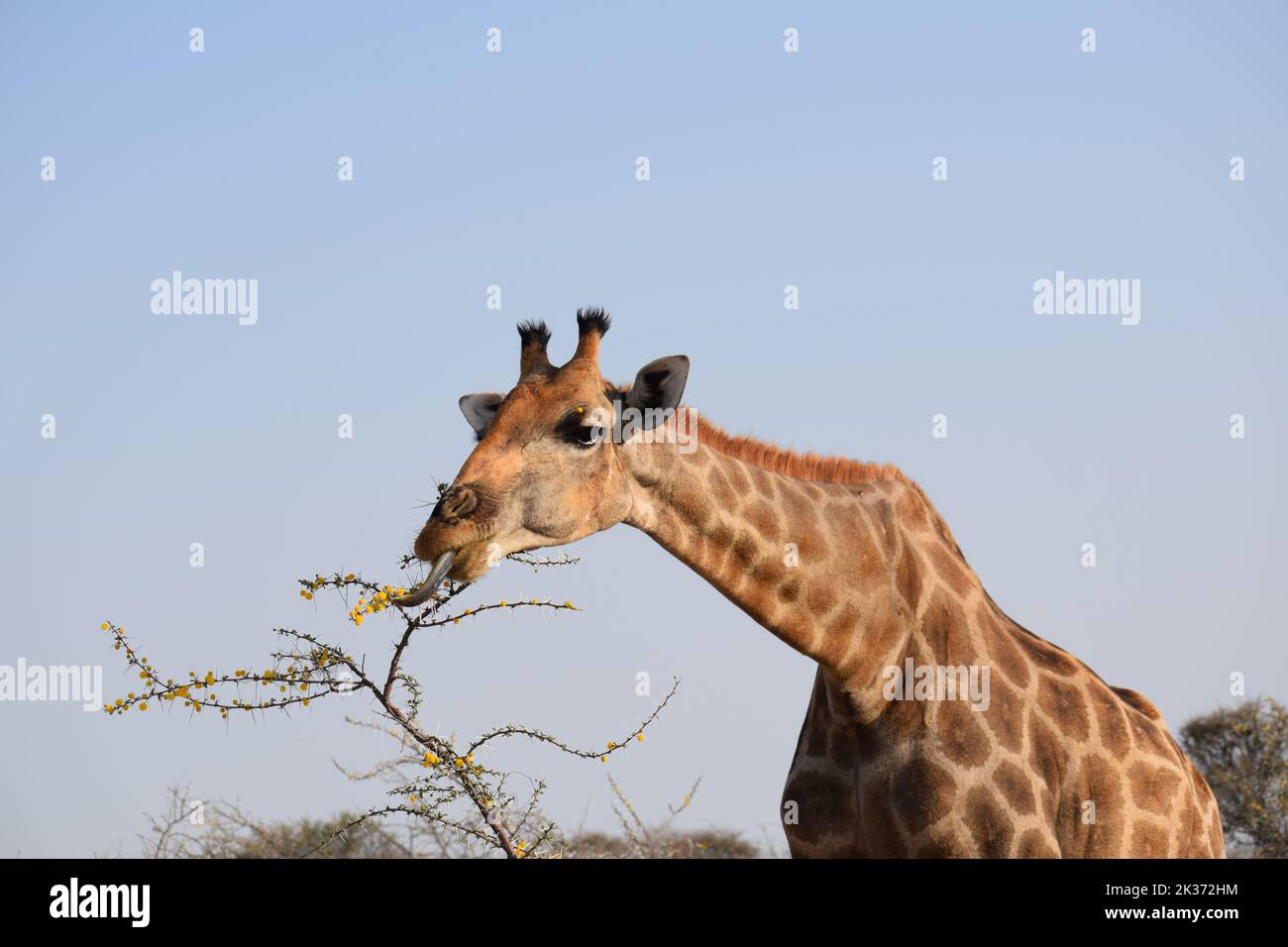 Classic browsers hi-res stock photography and images - Alamy
