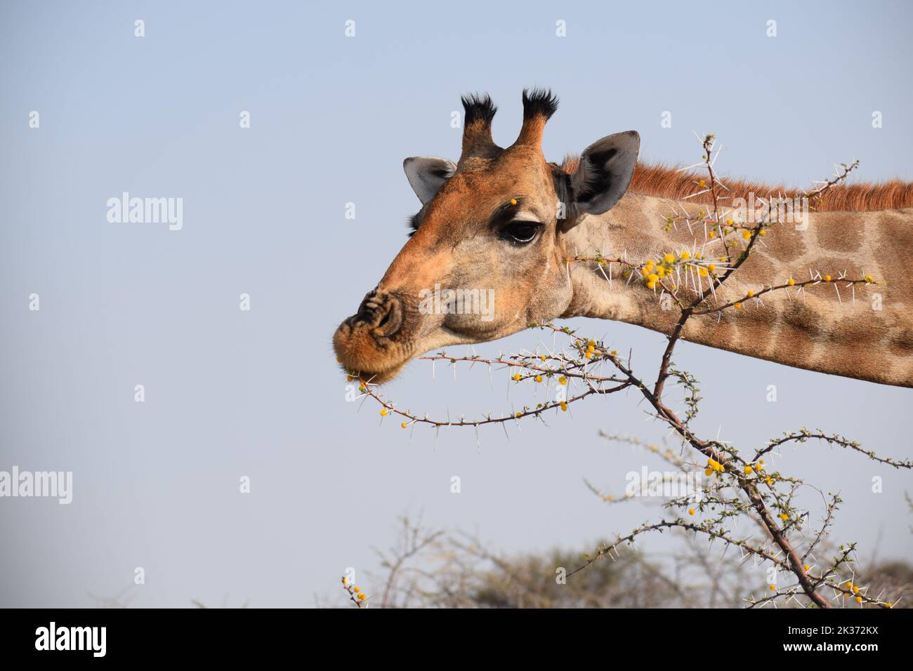 Classic browsers hi-res stock photography and images - Alamy