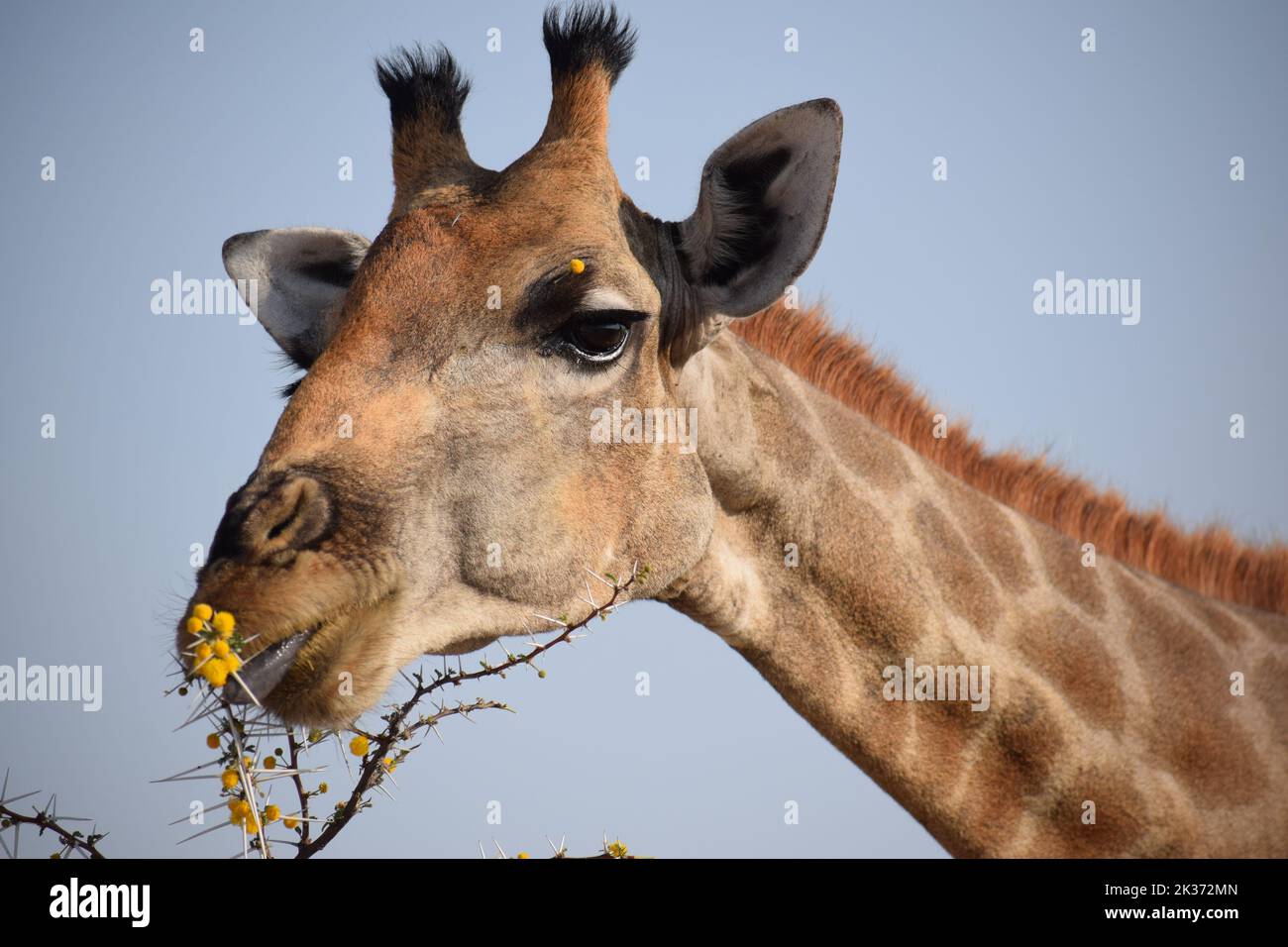 Classic browsers hi-res stock photography and images - Alamy