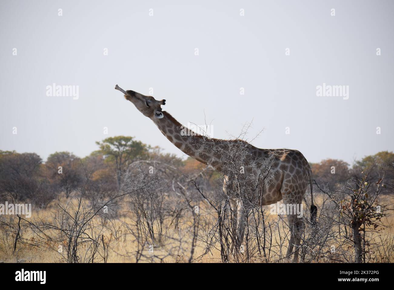 Giraffe bone hi-res stock photography and images - Alamy