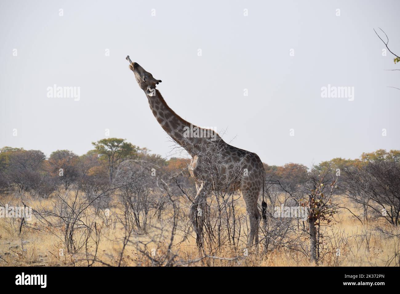 Giraffe bones hi-res stock photography and images - Alamy