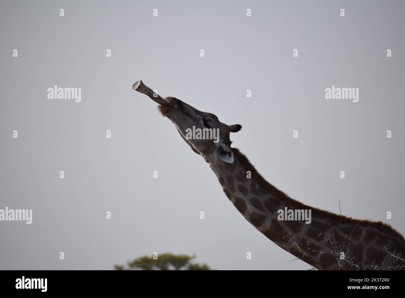 Giraffe neck bone hi-res stock photography and images - Alamy