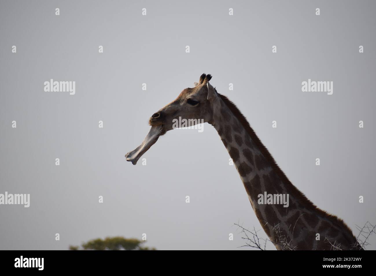 Giraffe neck bone hi-res stock photography and images - Alamy