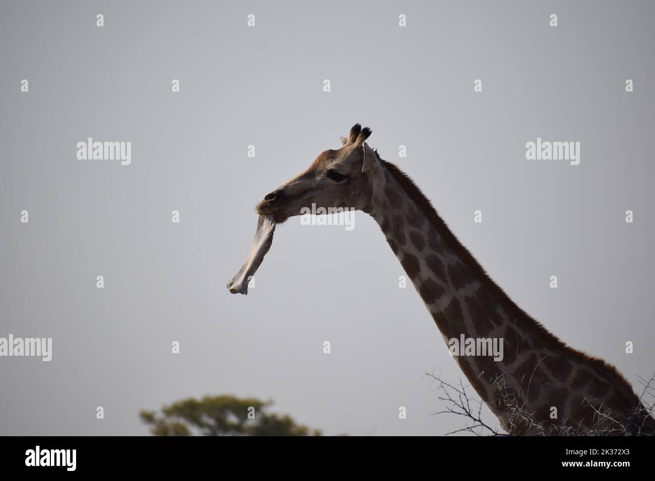Giraffe neck bone hi-res stock photography and images - Alamy