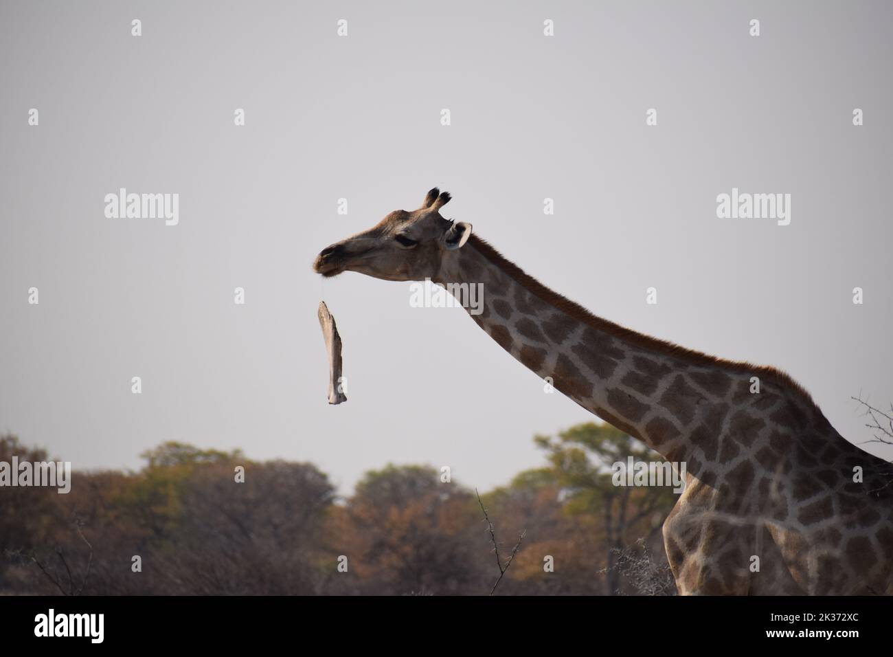 Giraffe neck bone hi-res stock photography and images - Alamy