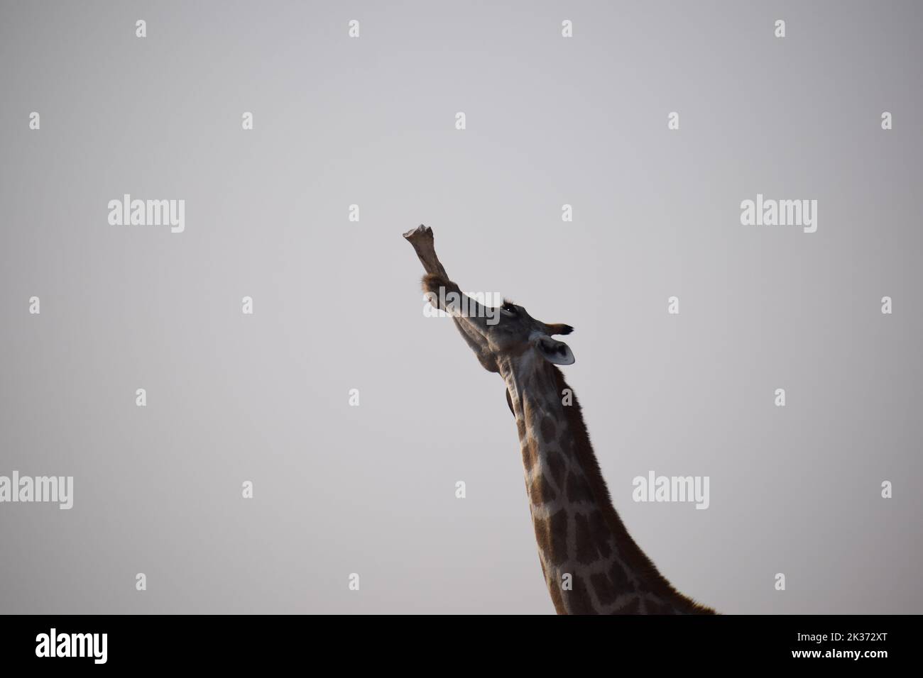 Giraffe neck bone hi-res stock photography and images - Alamy