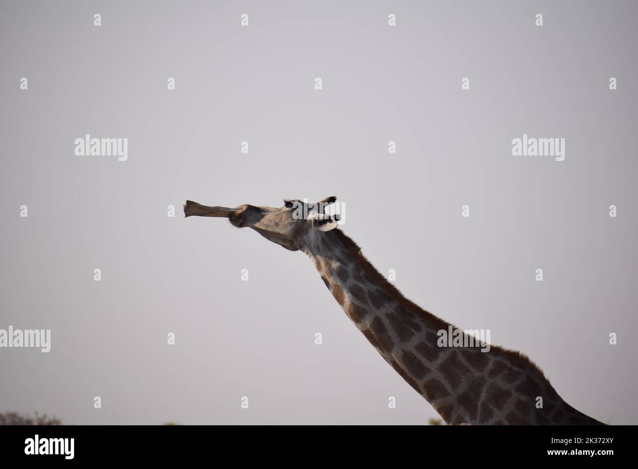 Giraffe neck bone hi-res stock photography and images - Alamy
