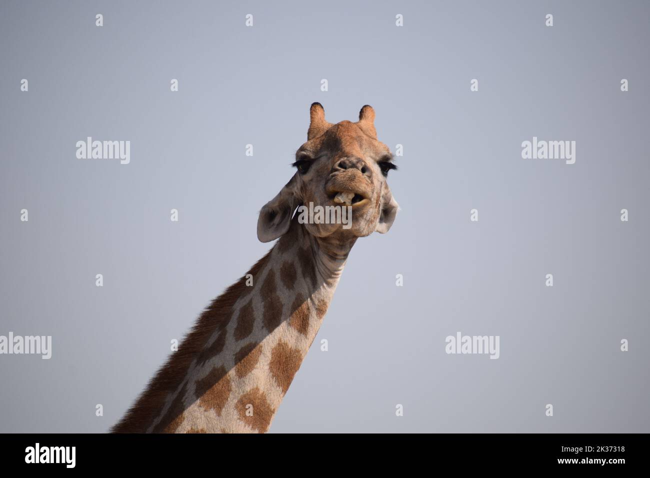 Giraffe neck bone hi-res stock photography and images - Alamy