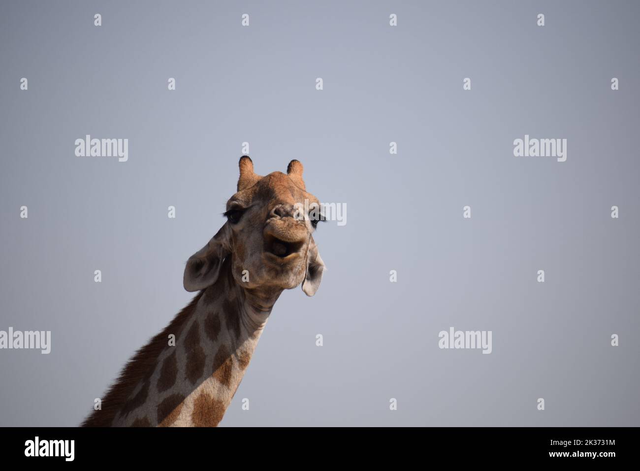 Giraffe neck bone hi-res stock photography and images - Alamy
