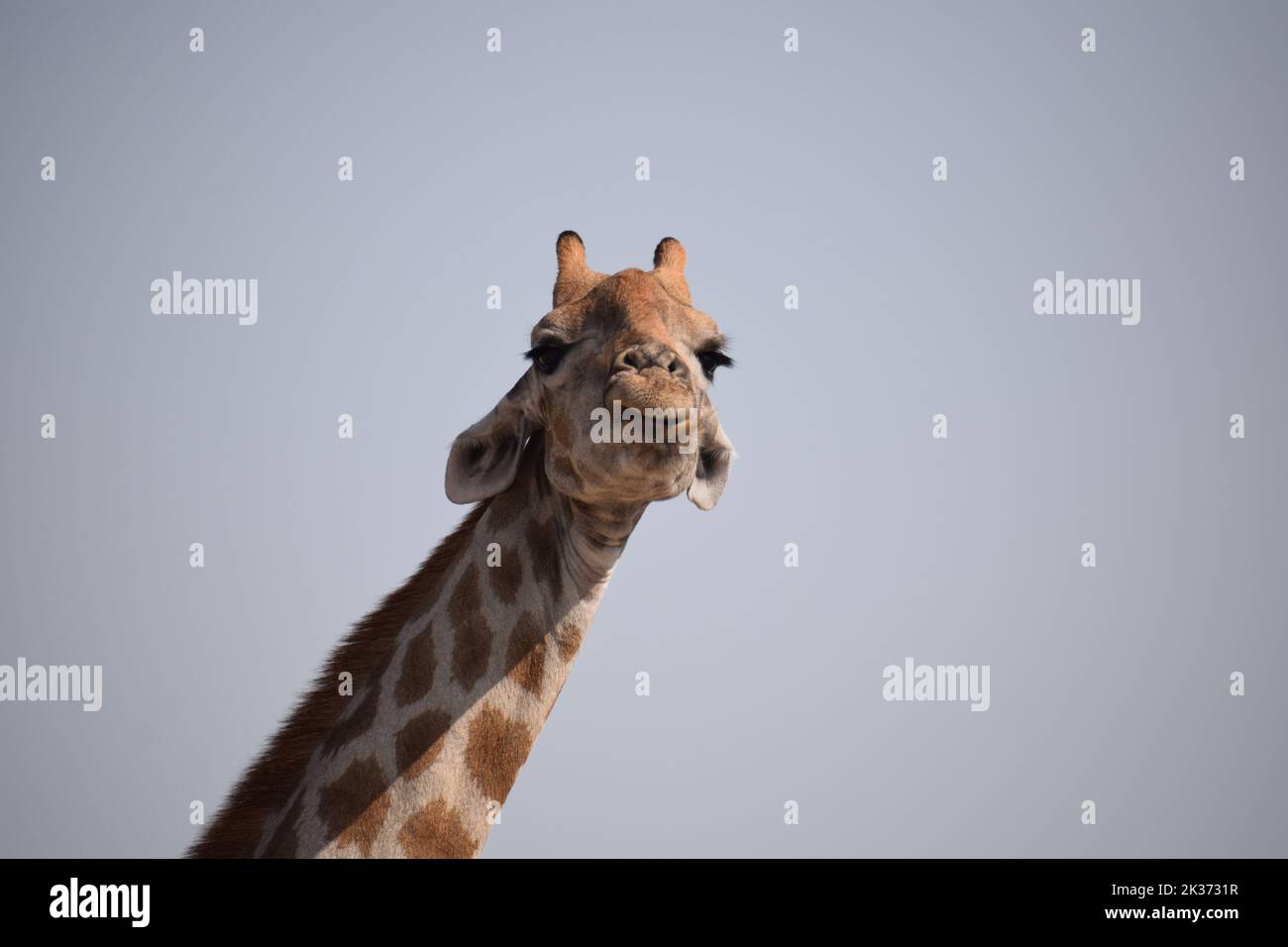 Giraffe neck bone hi-res stock photography and images - Alamy