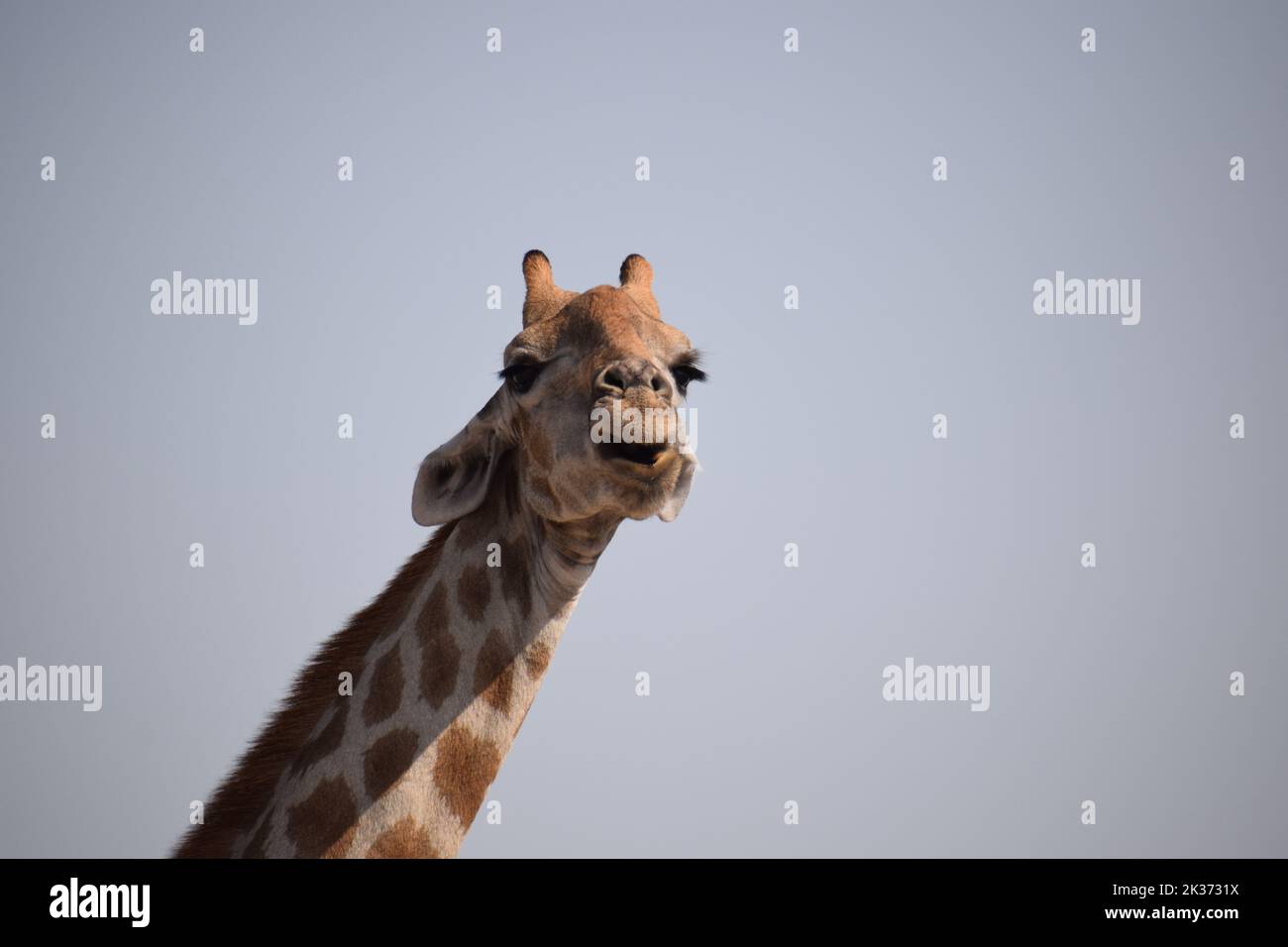 Giraffe neck bone hi-res stock photography and images - Alamy